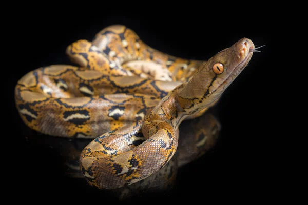 Python Reticulado Python Reticulatus Aislado Sobre Fondo Negro ...