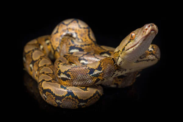 Reticulated Python Python Reticulatus Isolated Black Background Stock ...