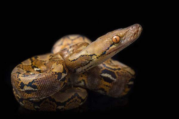 Python rocheux africain Stock Photos, Royalty Free Python rocheux ...