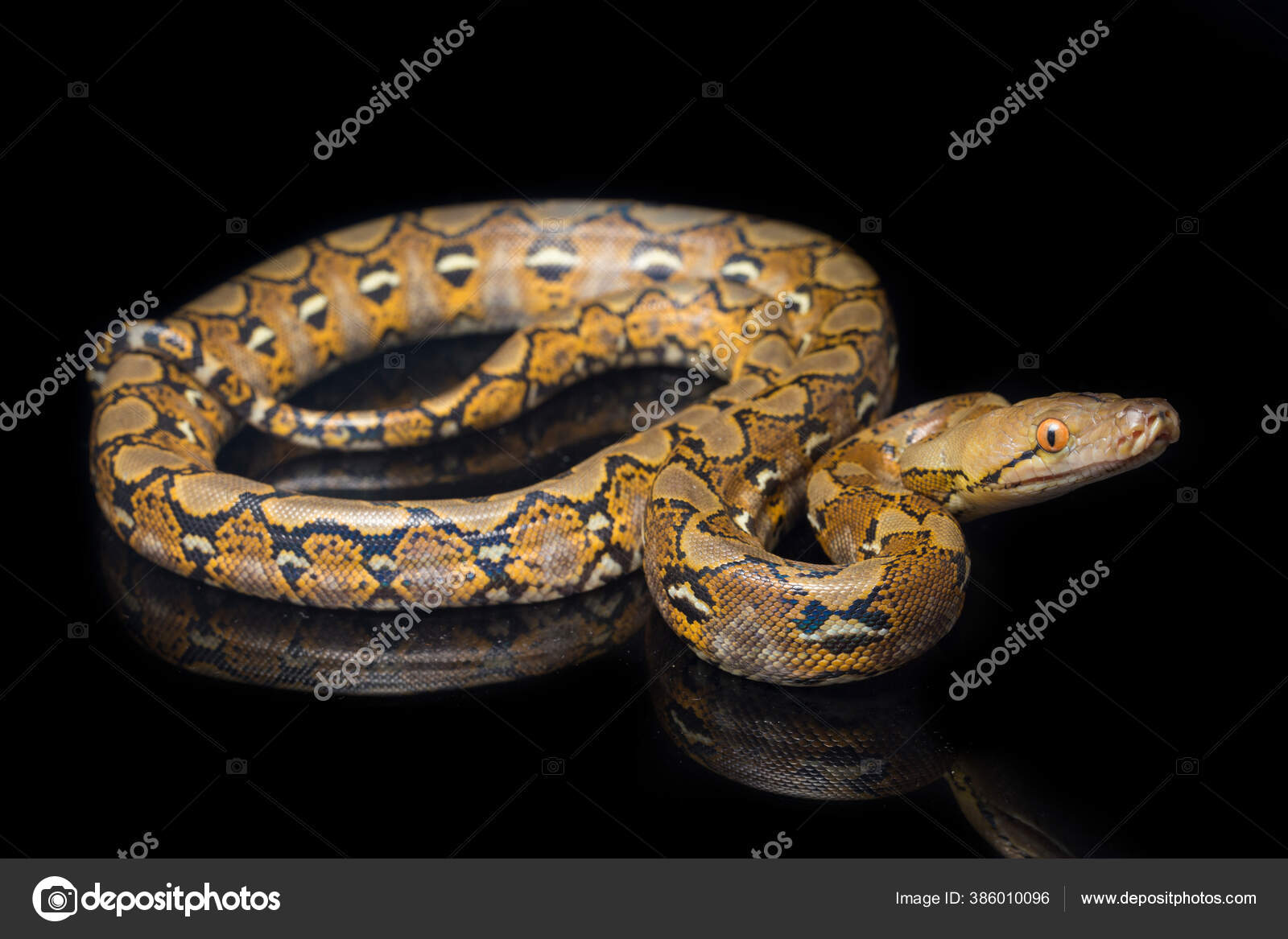 Reticulated Python Python Reticulatus Isolated Black Background Stock ...