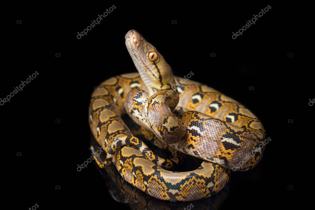 Python reticulado (Python reticulatus) aislado sobre fondo negro. 2022
