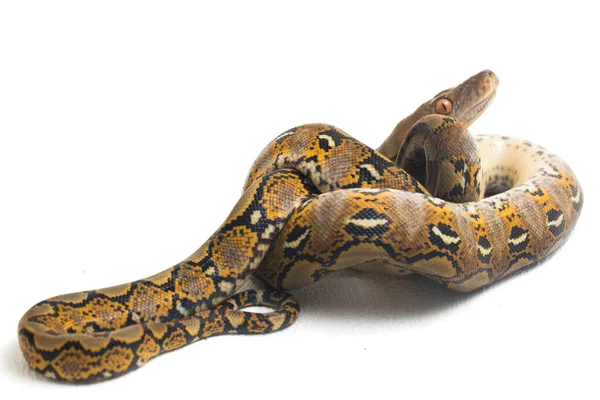 Reticulated Python Python Reticulatus Isolated White Background — Stock ...