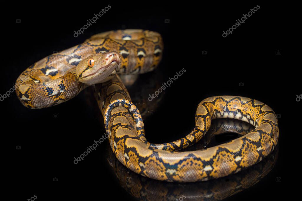 Python reticulado (Python reticulatus) aislado sobre fondo negro. 2022