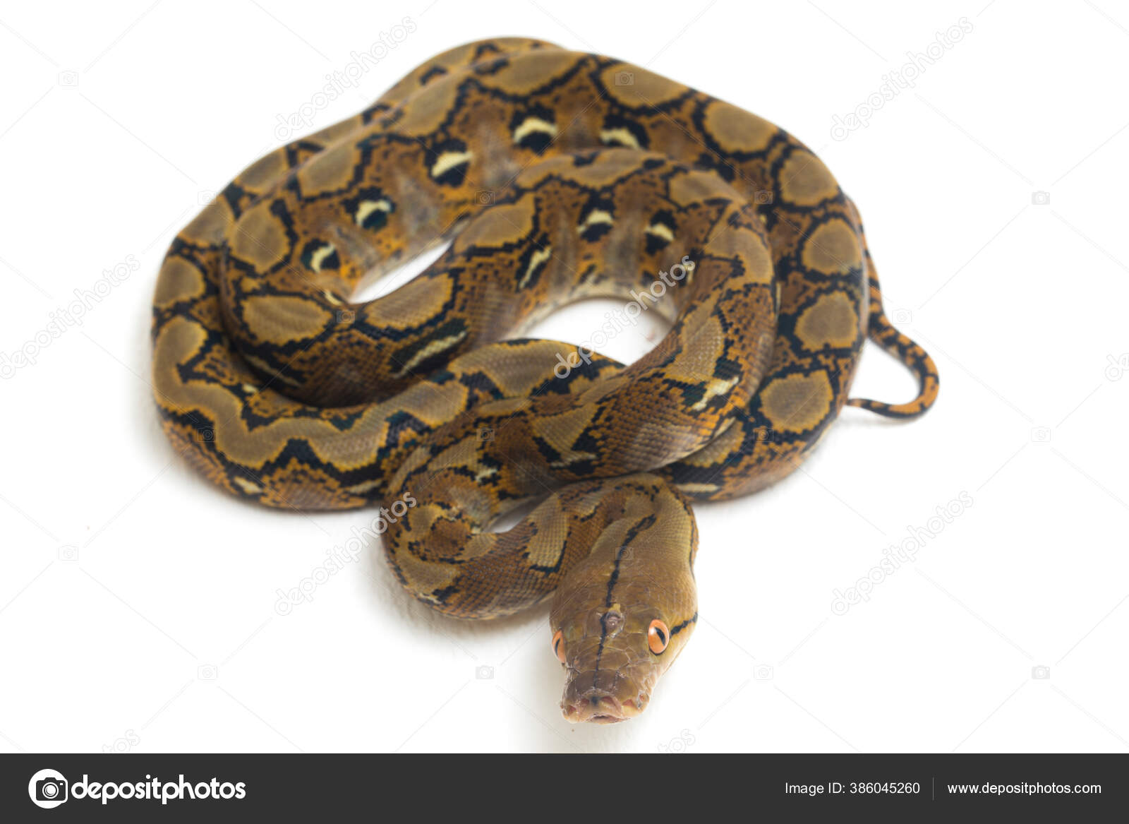 Reticulated Python Python Reticulatus Isolated White Background — Stock ...