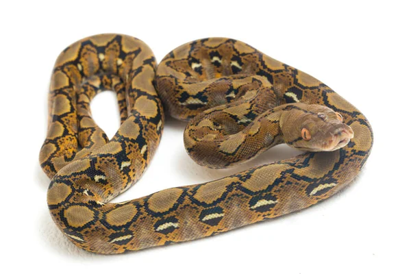 Platinum Tiger Reticulated Python Snake Stock Photo by ©dwiputra18 ...