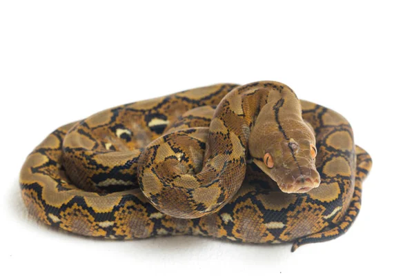 Ball Python Python Regius Isolated White Background Stock Photo by ...