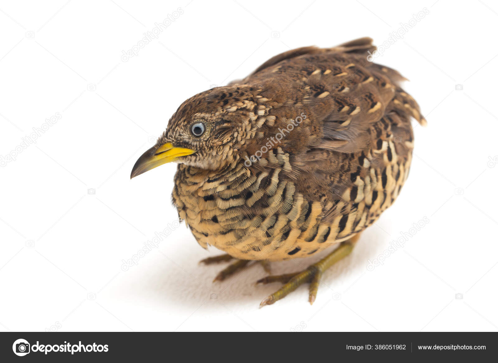 Male Barred Buttonquail Common Bustard Quail Turnix Suscitator Isolated ...