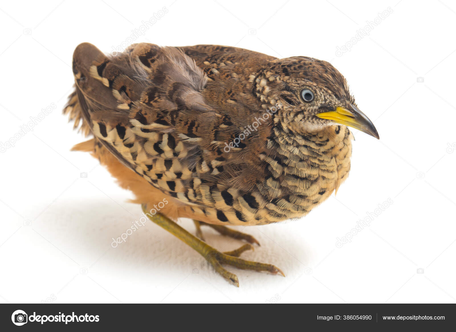 Male Barred Buttonquail Common Bustard Quail Turnix Suscitator Isolated ...