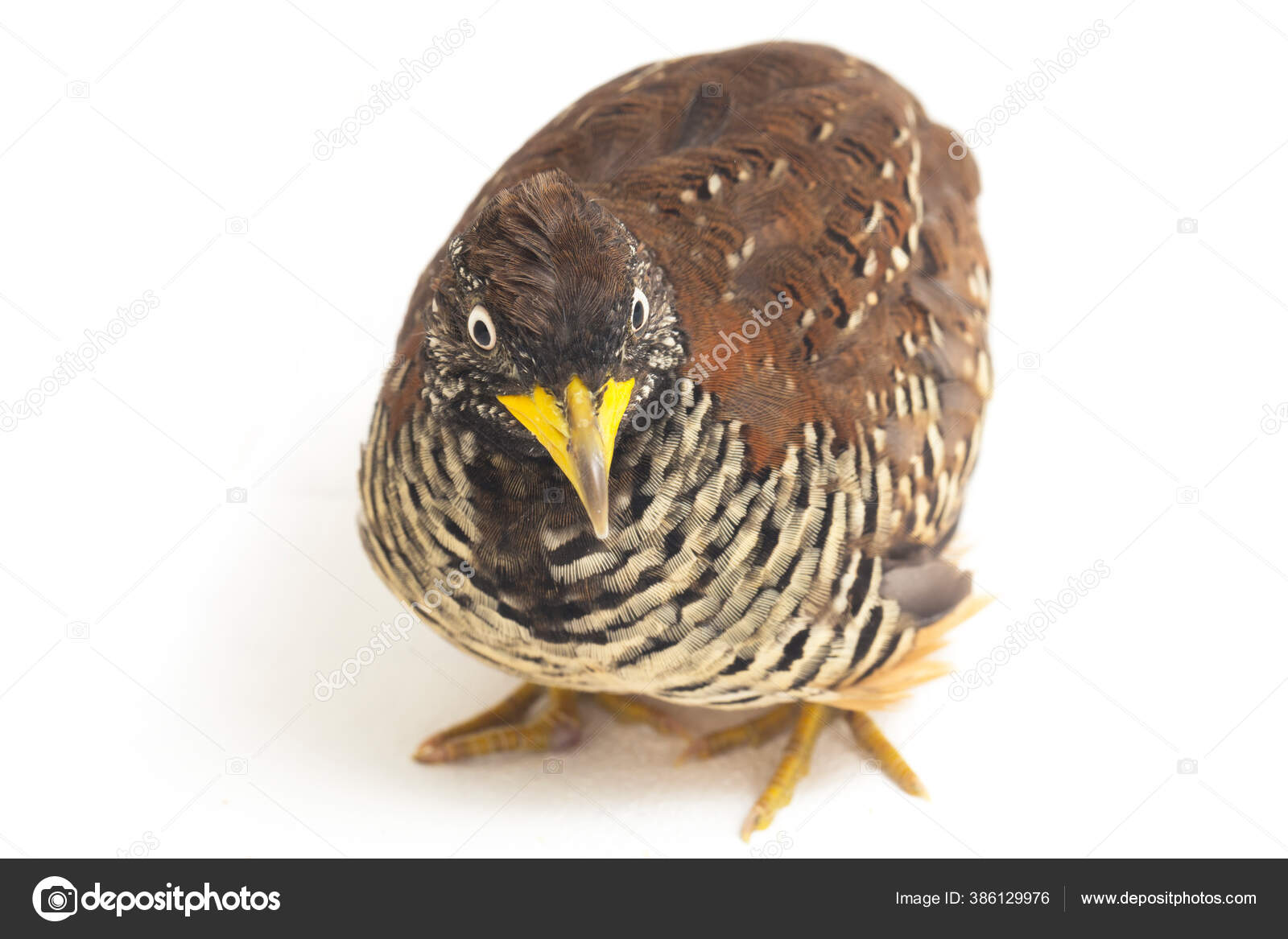 Female Barred Buttonquail Common Bustard Quail Turnix Suscitator ...