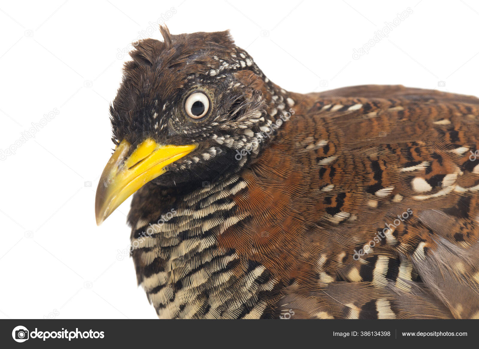 Female Barred Buttonquail Common Bustard Quail Turnix Suscitator ...