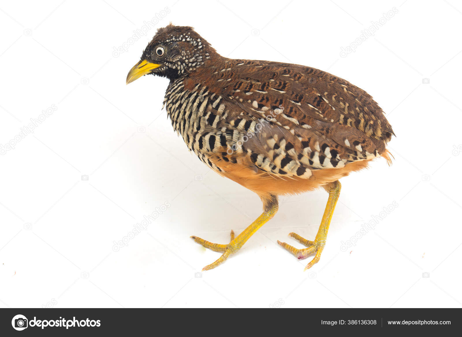 Female Barred Buttonquail Common Bustard Quail Turnix Suscitator ...