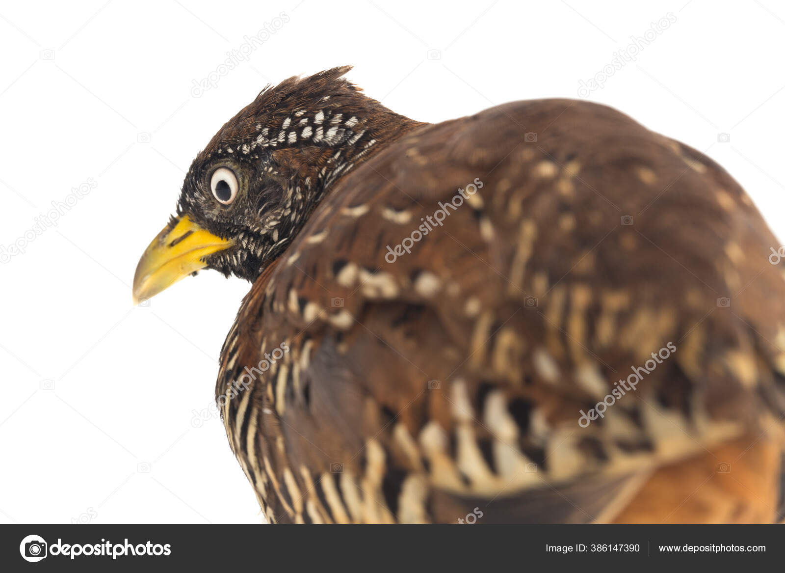 Female Barred Buttonquail Common Bustard Quail Turnix Suscitator ...