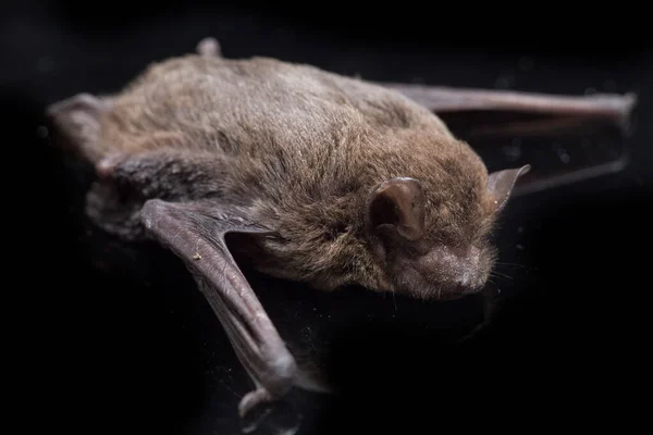 Common Bent Wing Bat Schreibers' Long Fingered Bat Schreibers' Bat ...