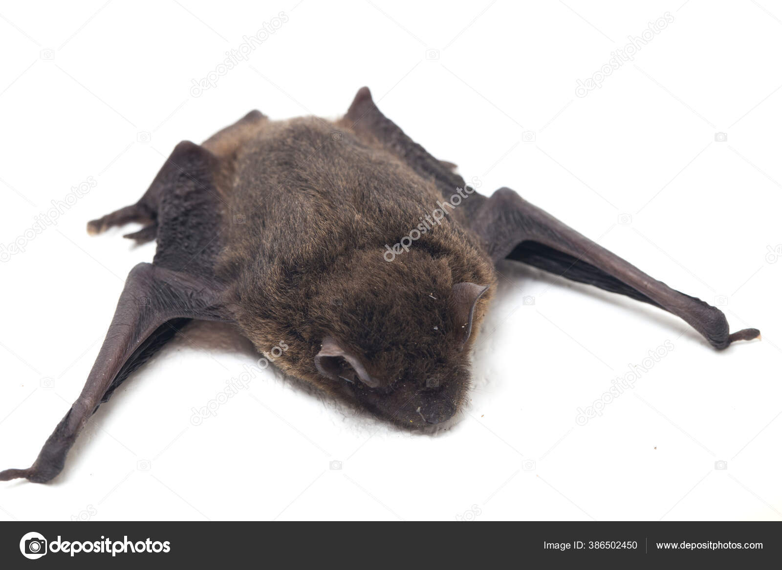 Common Bent Wing Bat Schreibers' Long Fingered Bat Schreibers' Bat ...