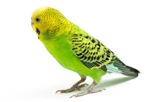 Budgerigar png Stock Photos, Royalty Free Budgerigar png Images ...