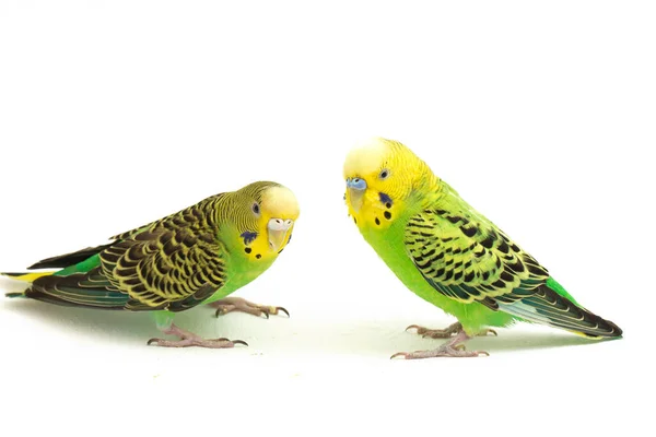 Pair Common Parakeets Budgerigar Bird Melopsittacus Undulatus Budgie ...
