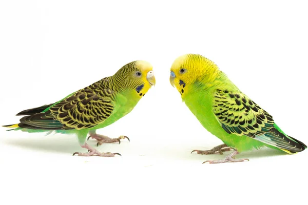 Pair Common Parakeets Budgerigar Bird Melopsittacus Undulatus Budgie ...