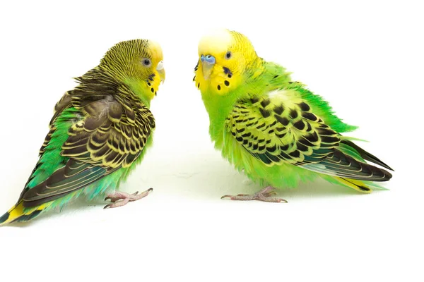 Pair Common Parakeets Budgerigar Bird Melopsittacus Undulatus Budgie ...