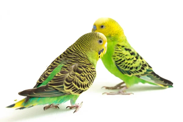 Pair Common Parakeets Budgerigar Bird Melopsittacus Undulatus Budgie ...