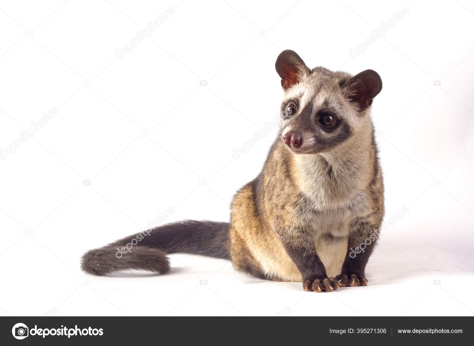 Asian Palm Civet Baby
