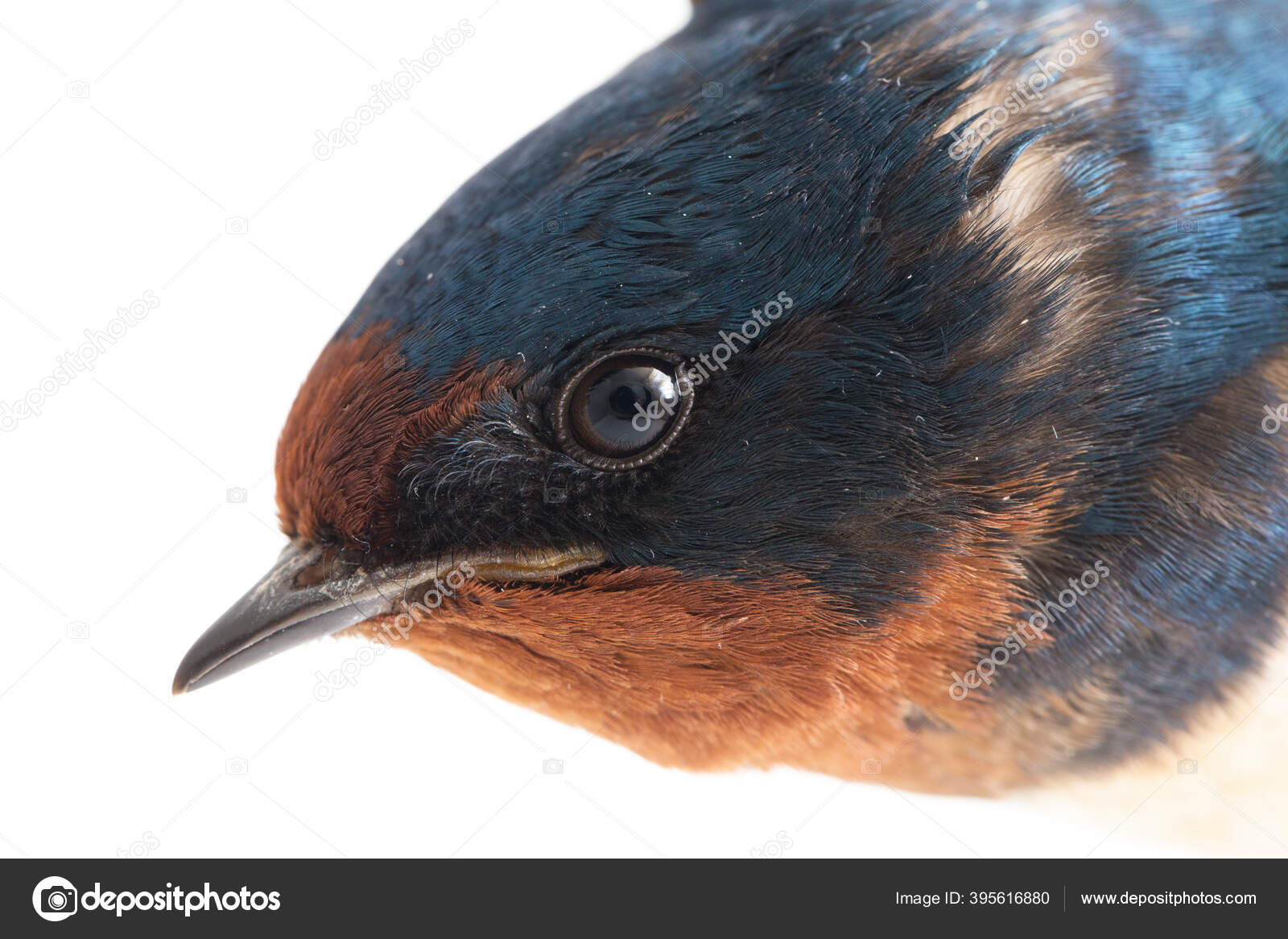 Swallow Beak
