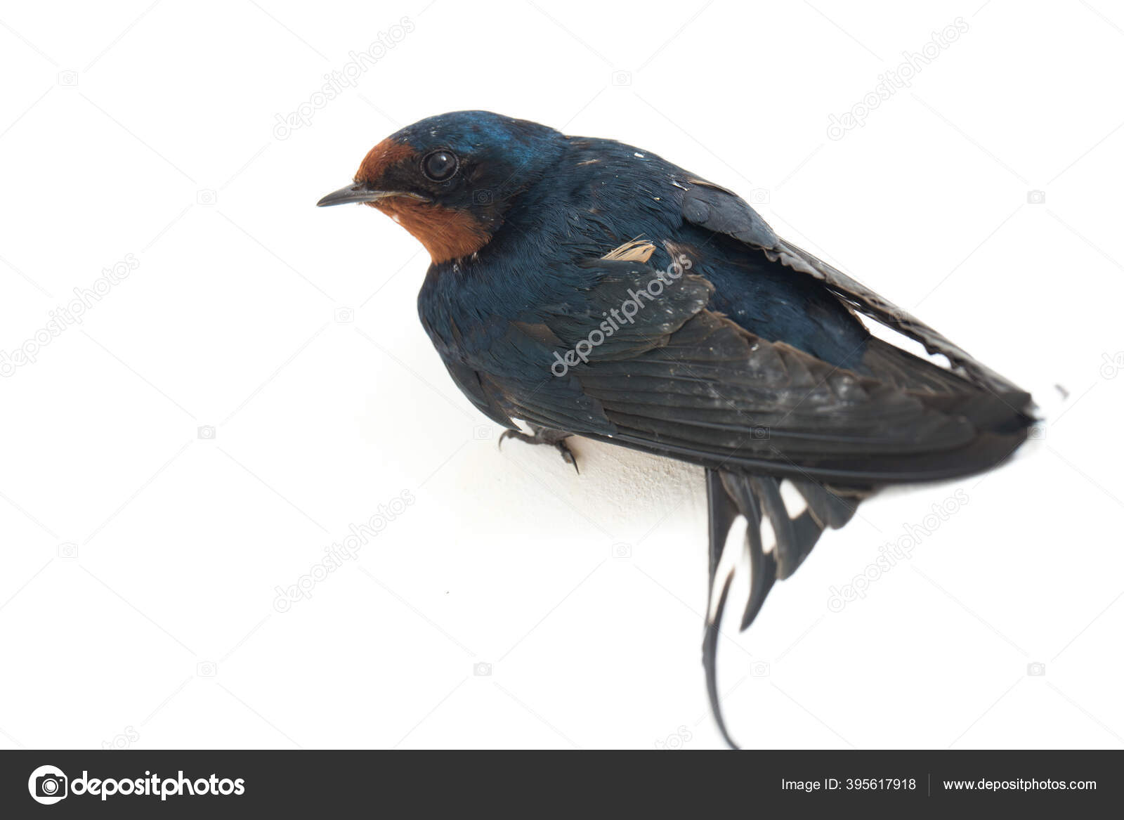Bird Barn Swallow Hirundo Rustica Swift Isolated White Background ...
