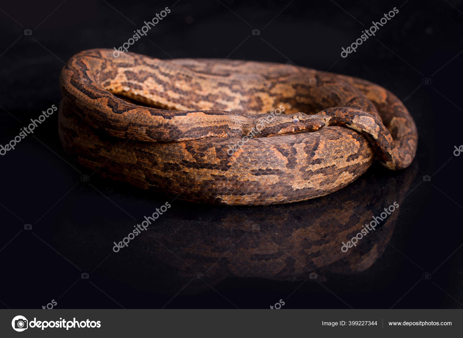 New Guinea Tree Boa Candoia Carinata Carinata Isolated Black Background ...