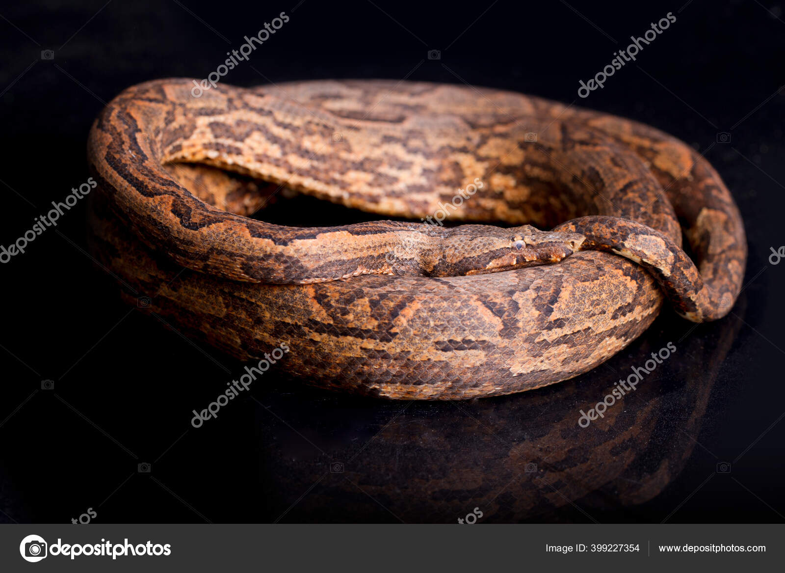 New Guinea Tree Boa Candoia Carinata Carinata Isolated Black Background ...