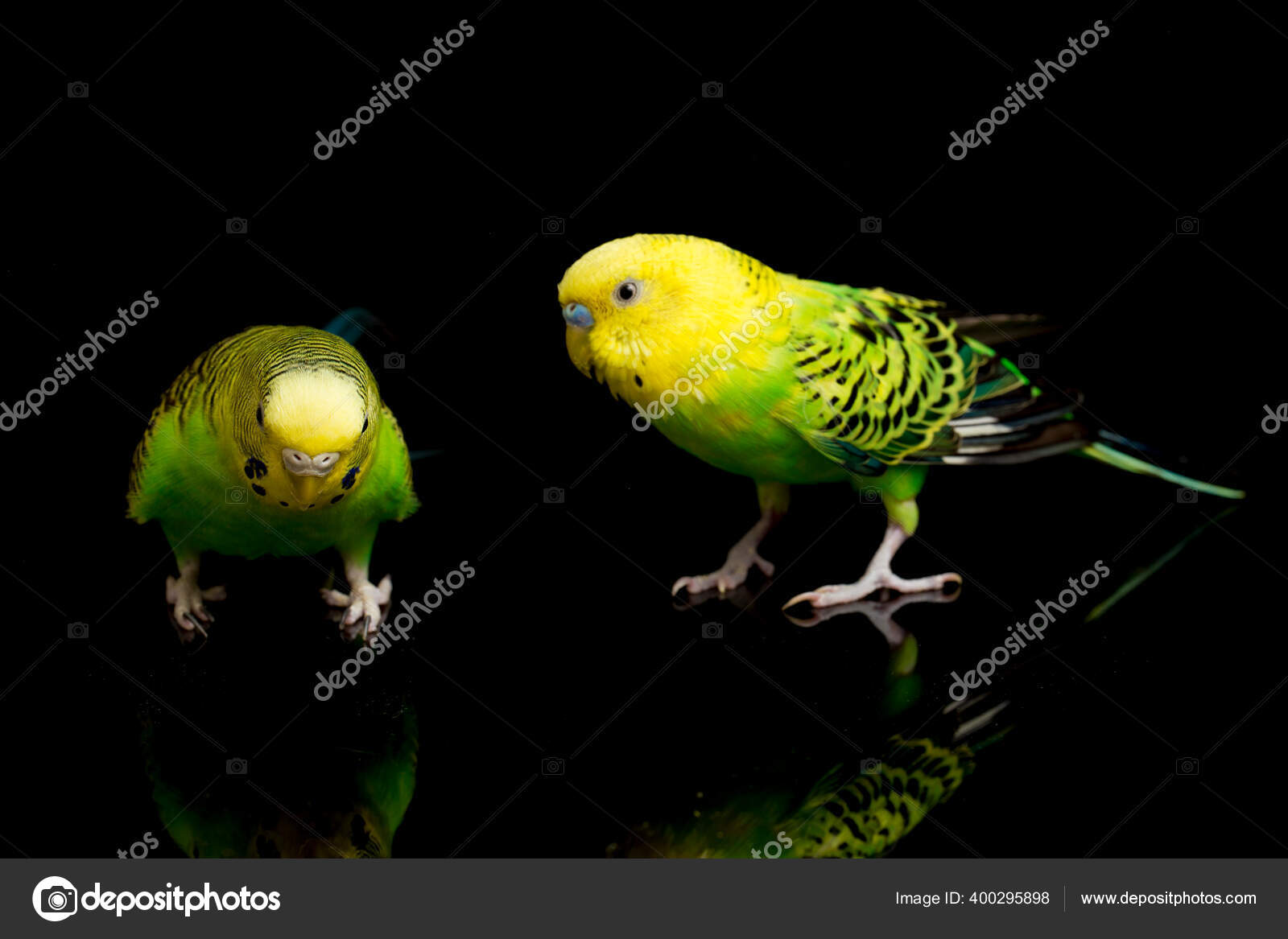 Pair Common Parakeets Budgerigar Bird Melopsittacus Undulatus Budgie ...