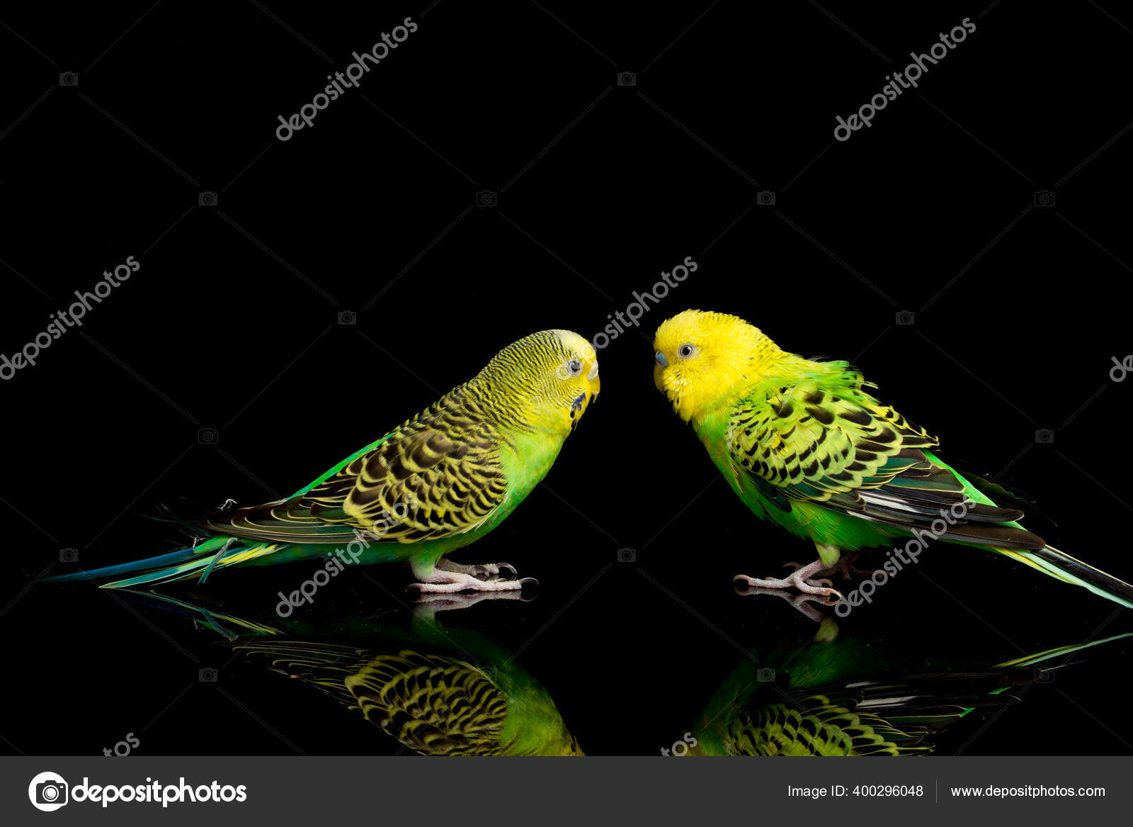 Pair Common Parakeets Budgerigar Bird Melopsittacus Undulatus Budgie ...