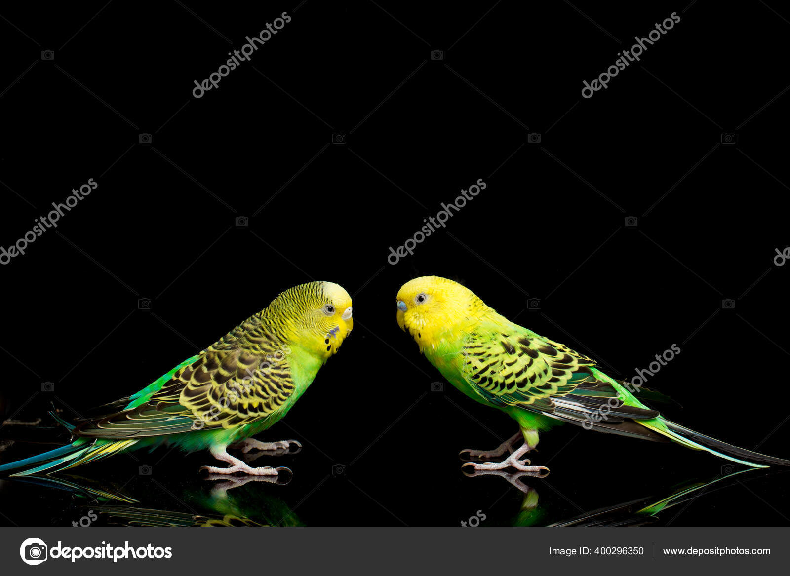 Pair Common Parakeets Budgerigar Bird Melopsittacus Undulatus Budgie ...