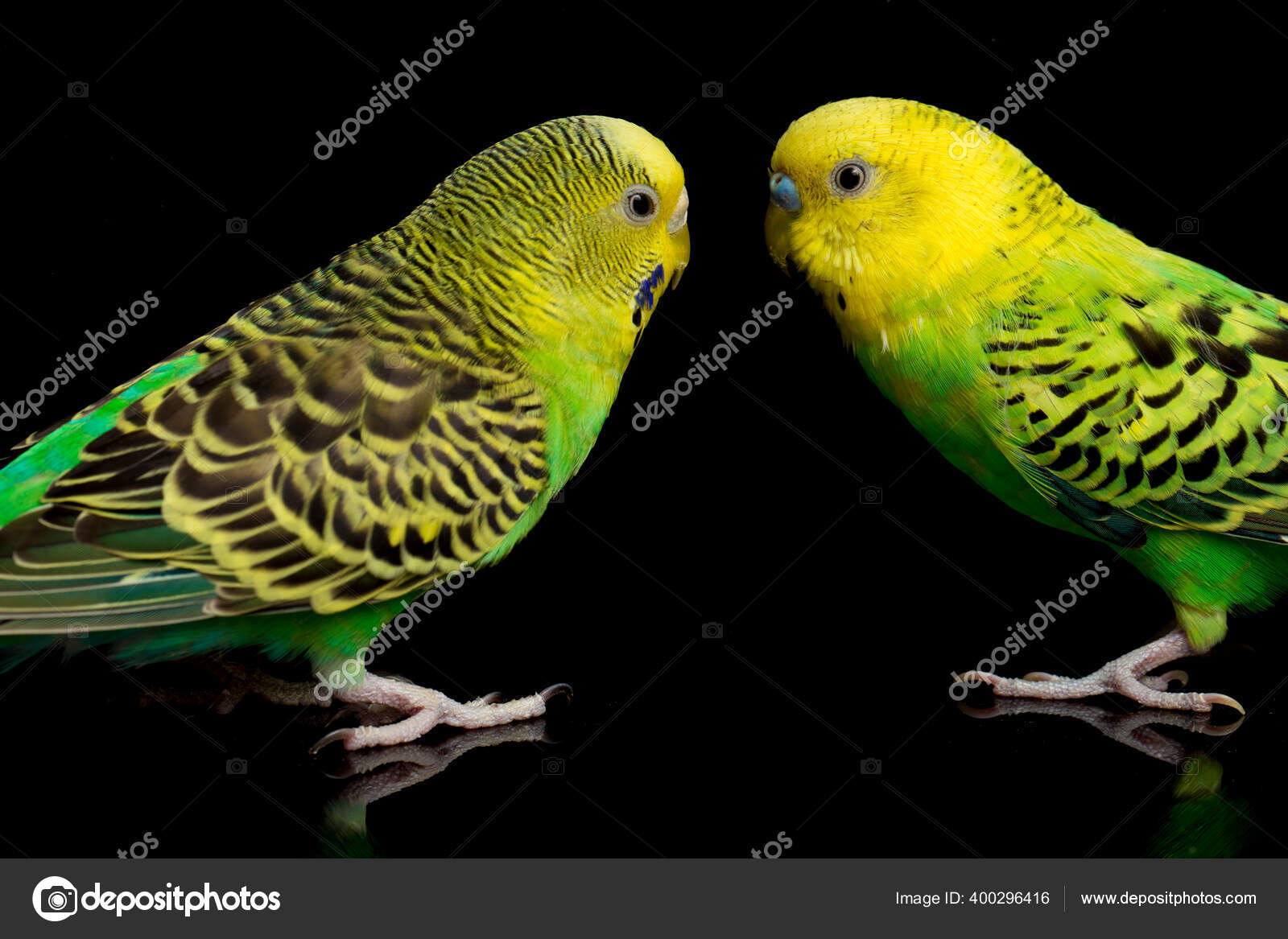 Pair Common Parakeets Budgerigar Bird Melopsittacus Undulatus Budgie ...