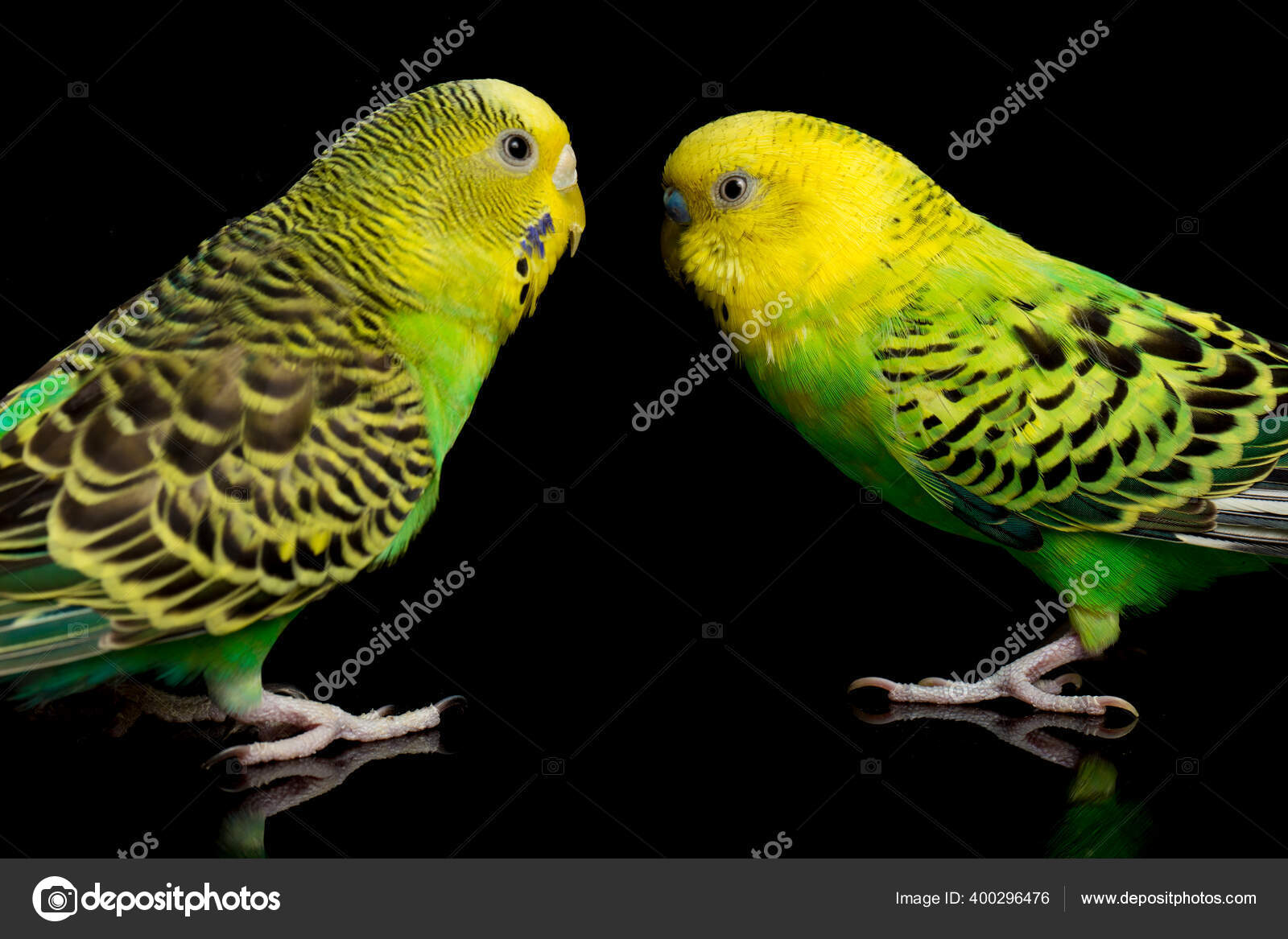 Pair Common Parakeets Budgerigar Bird Melopsittacus Undulatus Budgie ...