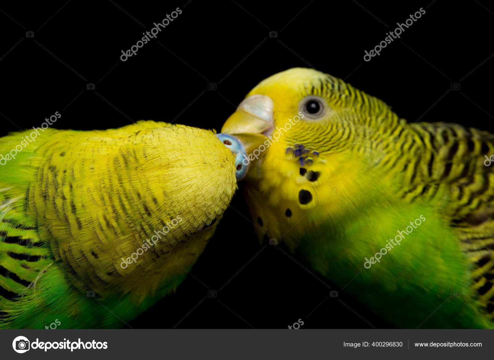 Pair Common Parakeets Budgerigar Bird Melopsittacus Undulatus Budgie ...