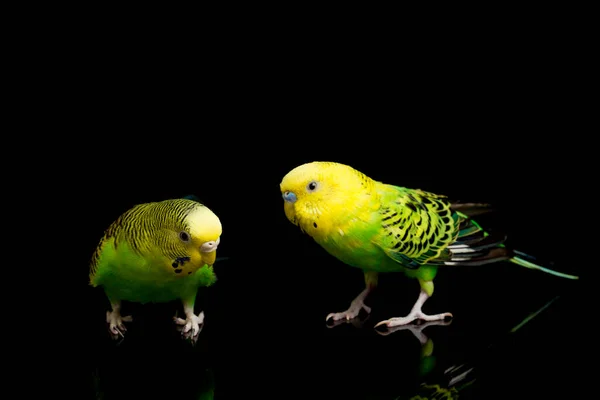 Pair Common Parakeets Budgerigar Bird Melopsittacus Undulatus Budgie ...