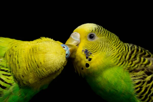 Pair Common Parakeets Budgerigar Bird Melopsittacus Undulatus Budgie ...