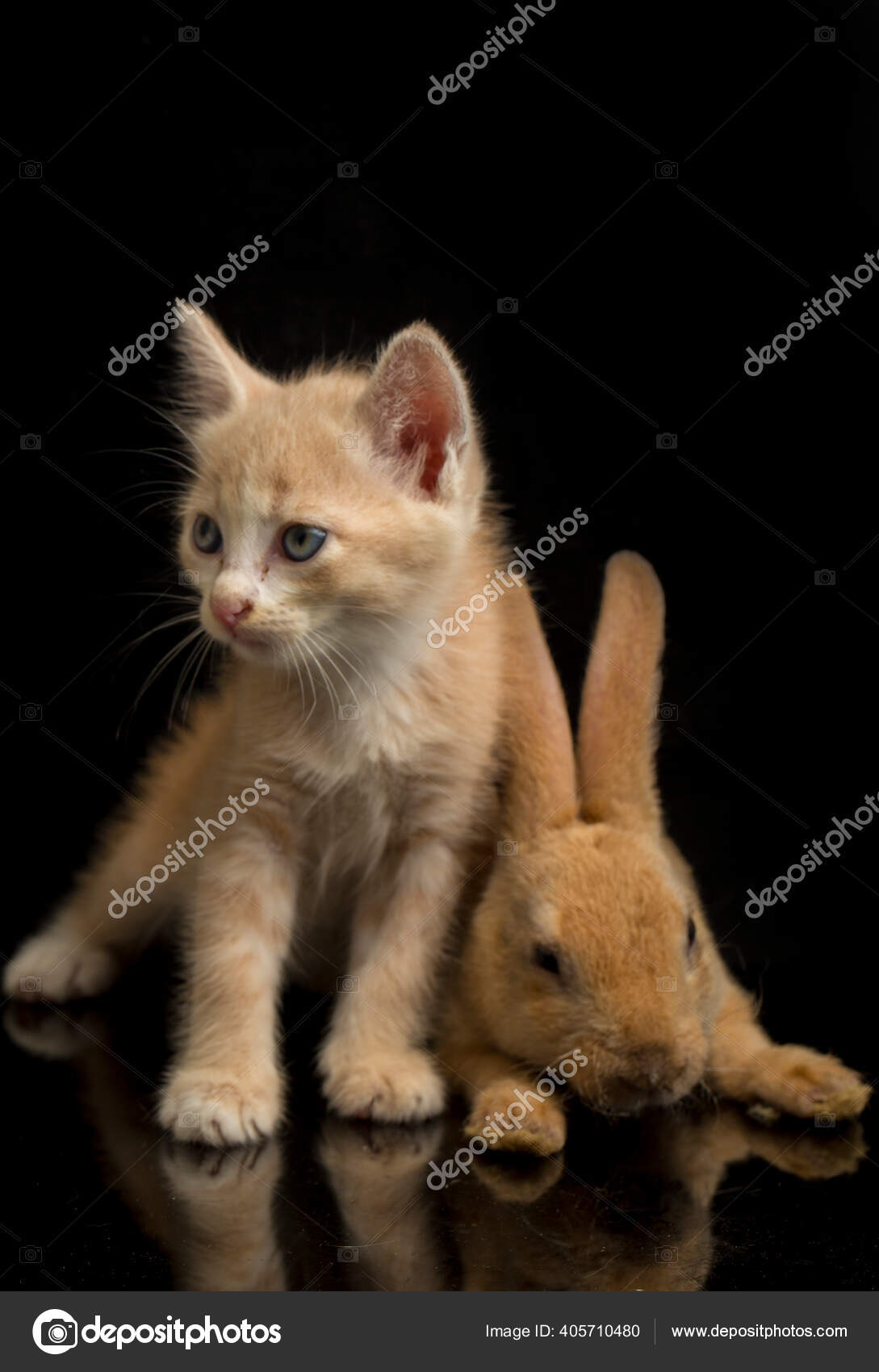 Cute Bunny And Kitten Wallpaper