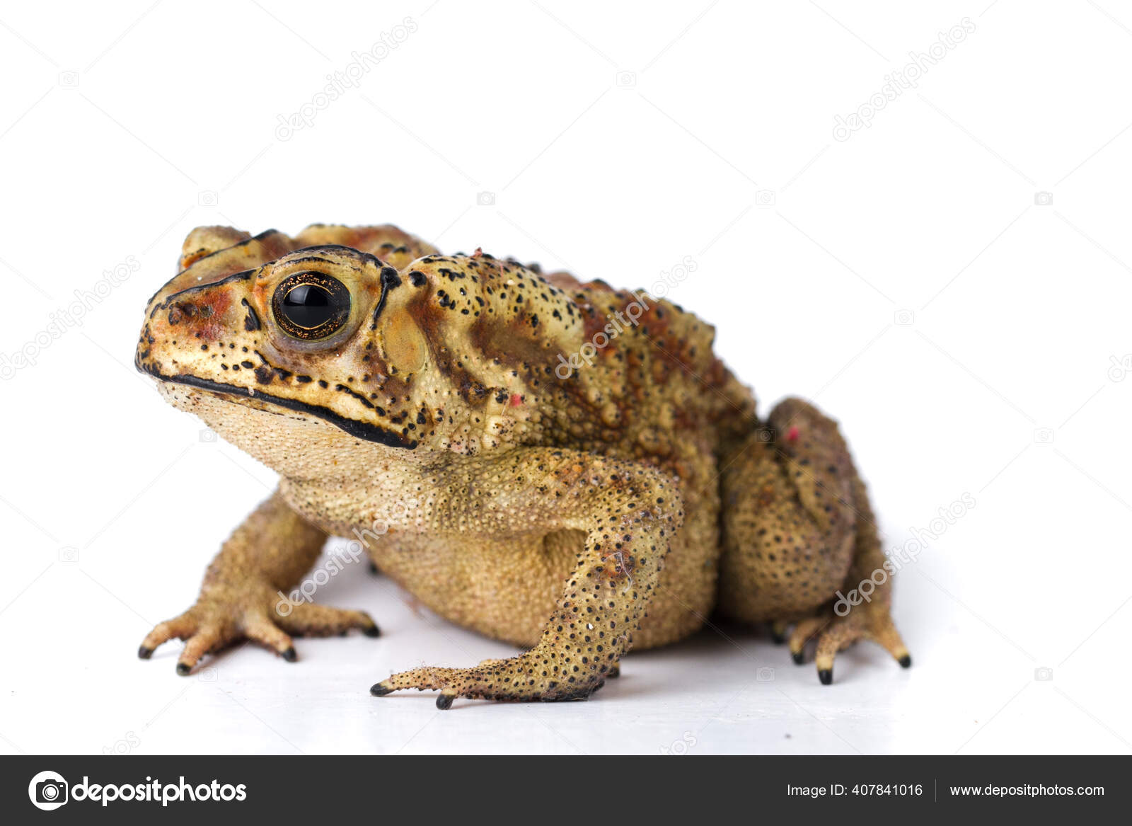 Asian Common Toad Duttaphrynus Melanostictus Isolated White Background ...