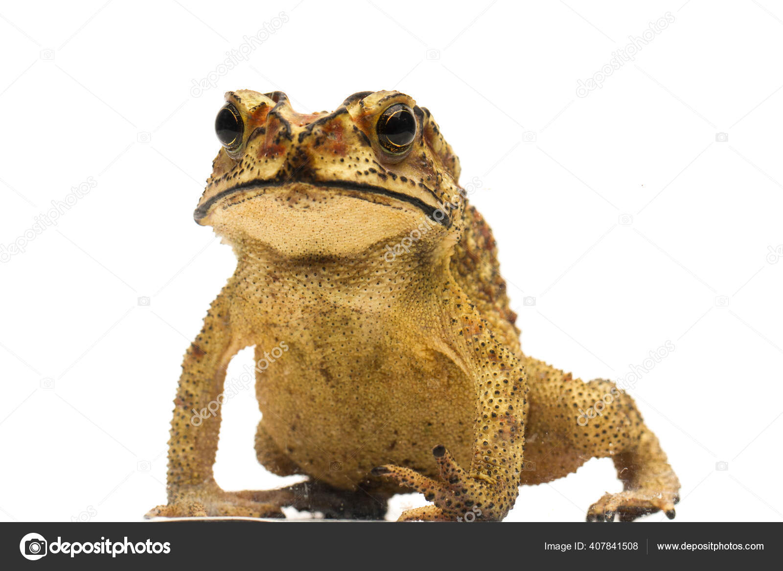 Asian Common Toad Duttaphrynus Melanostictus Isolated White Background ...