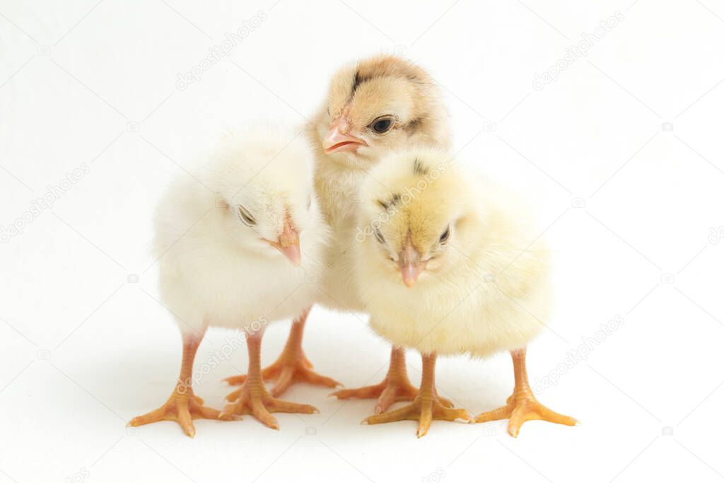 tres recién nacidos de color amarillo marrón Chick Ayam Kampung es la ...
