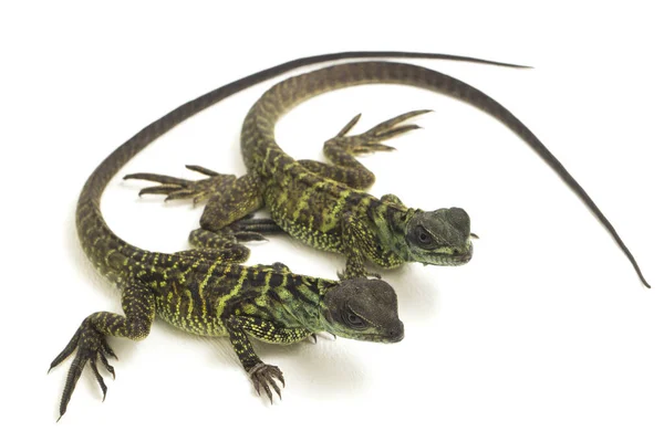 Baby Juvenile Sailfin Dragon Lizard Hydrosaurus Weberi Isolated White ...