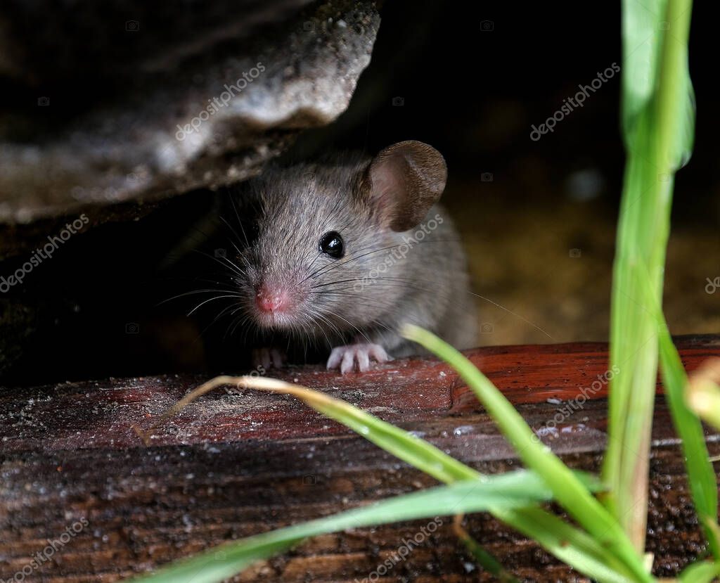 El ratón de casa es un pequeño mamífero del orden Rodentia ...