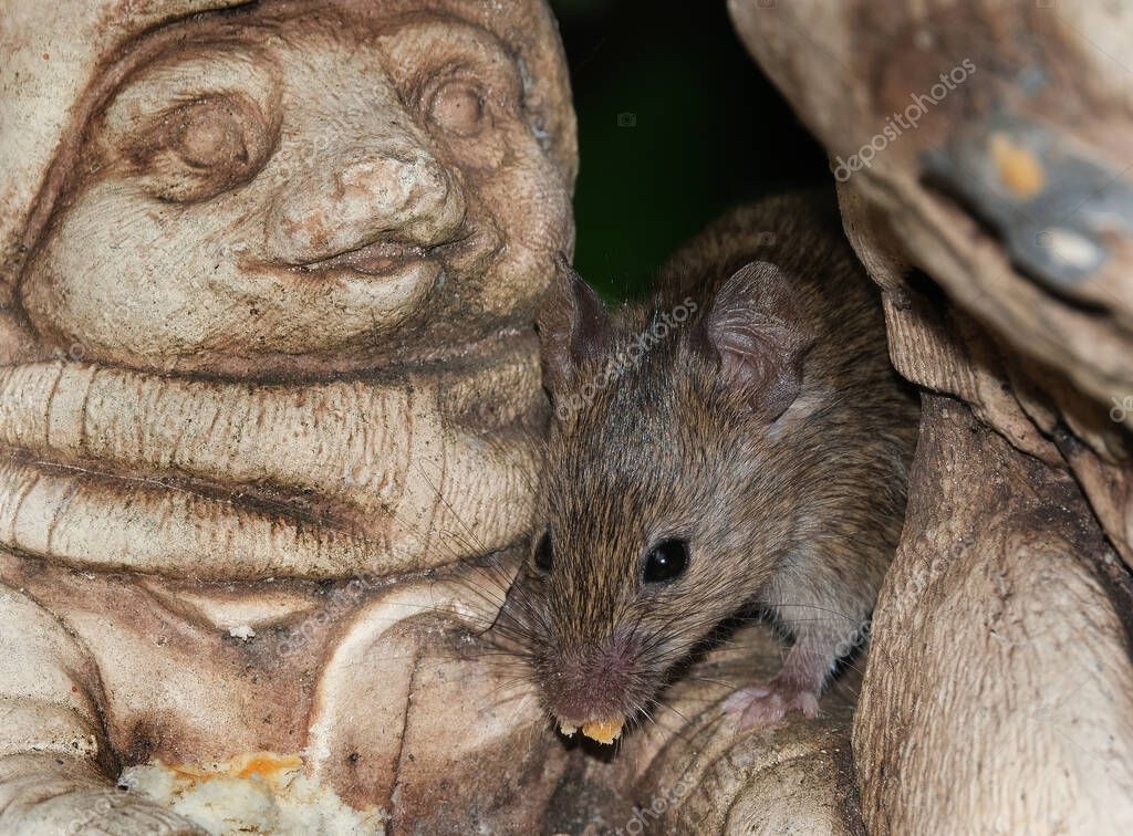 El ratón de casa es un pequeño mamífero del orden Rodentia ...