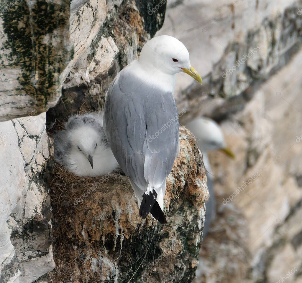Los kittiwakes son dos especies de aves marinas estrechamente relacionadas en la familia de las ...