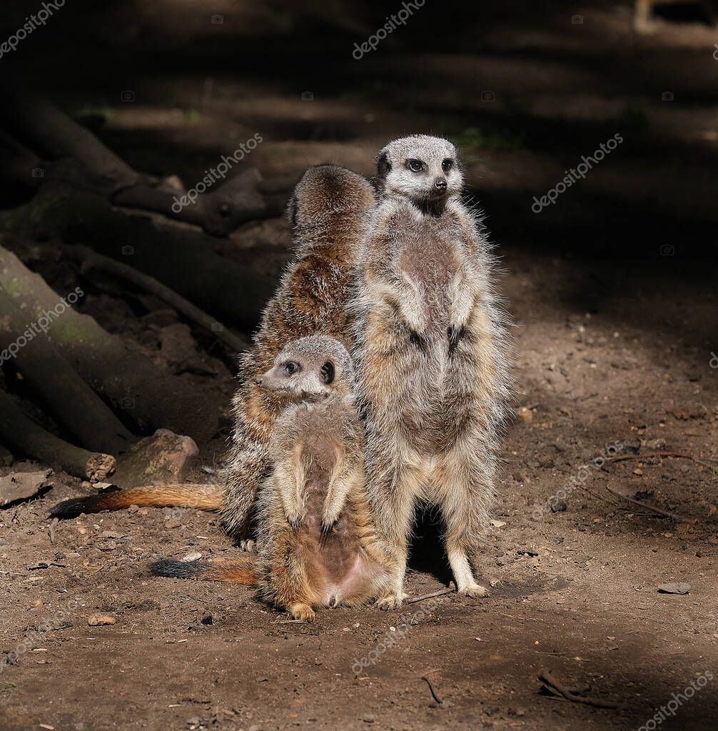 El suricate o suricate es una pequeña mangosta que se encuentra en el ...