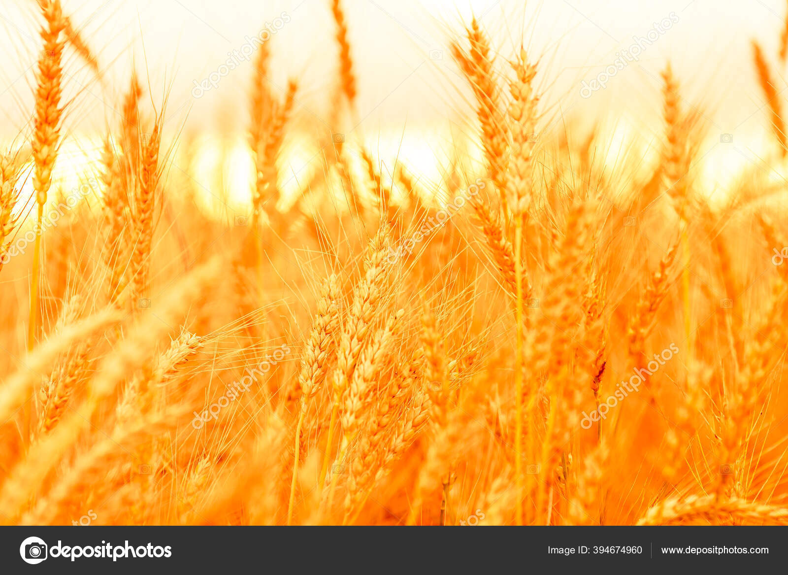 Golden Wheat Wallpaper