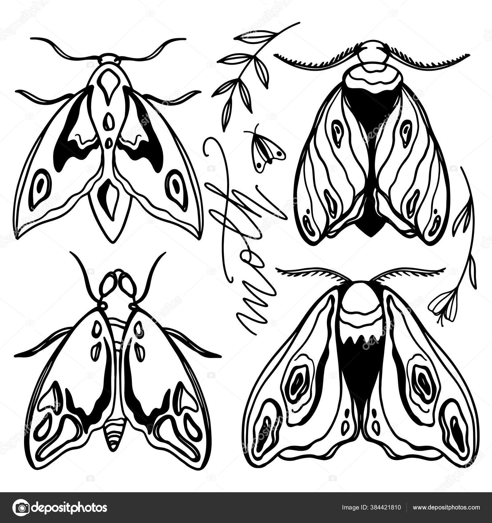 Cute Moth Drawing