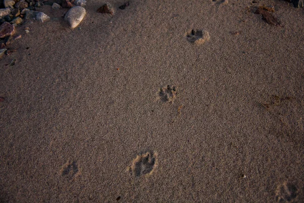 Coyote Tracks In Sand