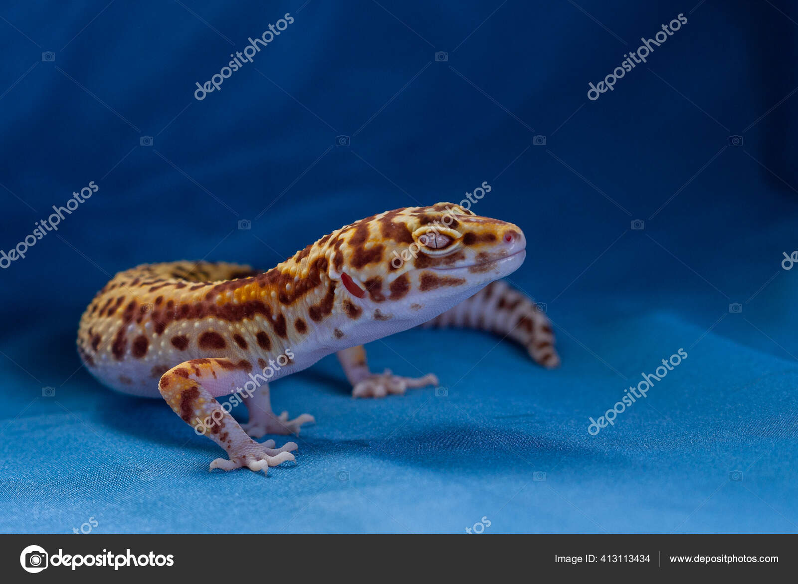 Leopard Gecko Blue