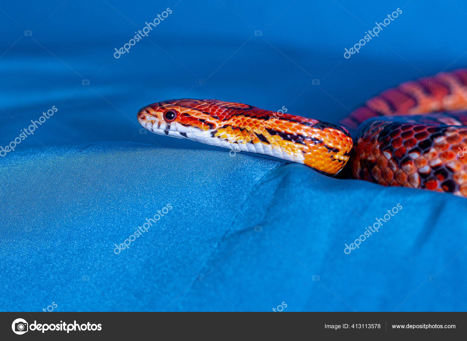 Blue Corn Snake